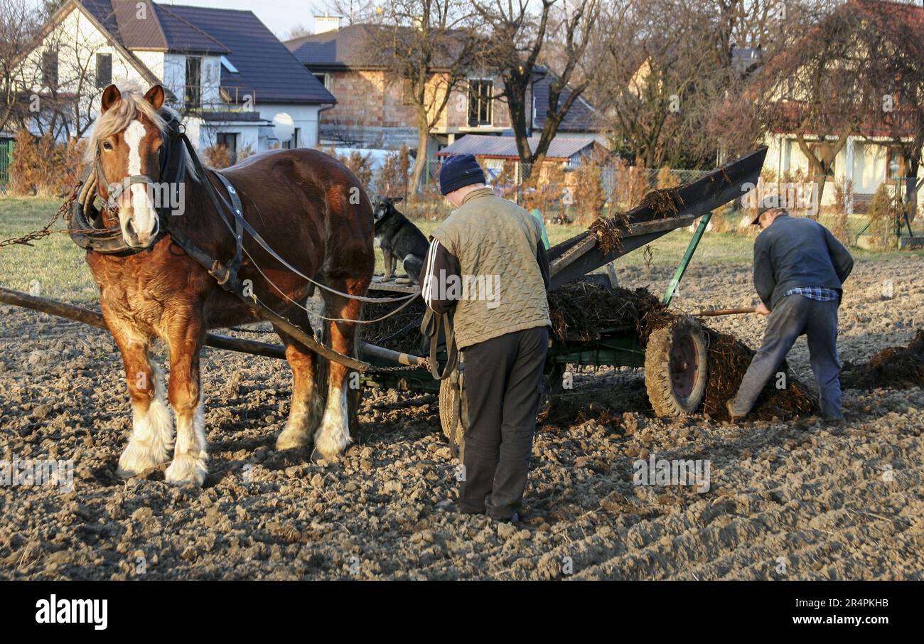 Traditional farming using horses hi-res stock photography and images ...