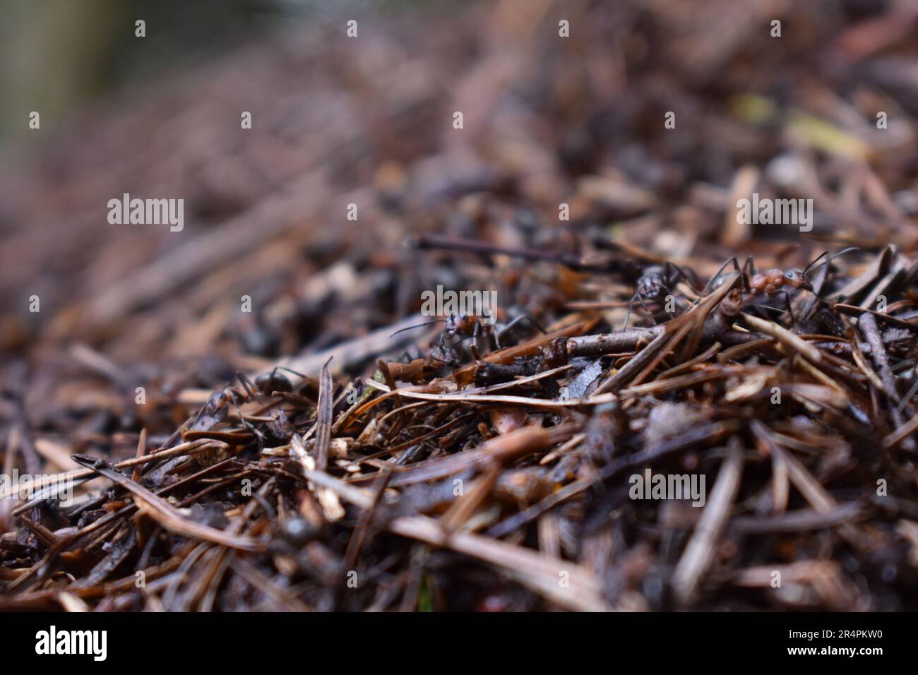Army ant nest hi-res stock photography and images - Alamy