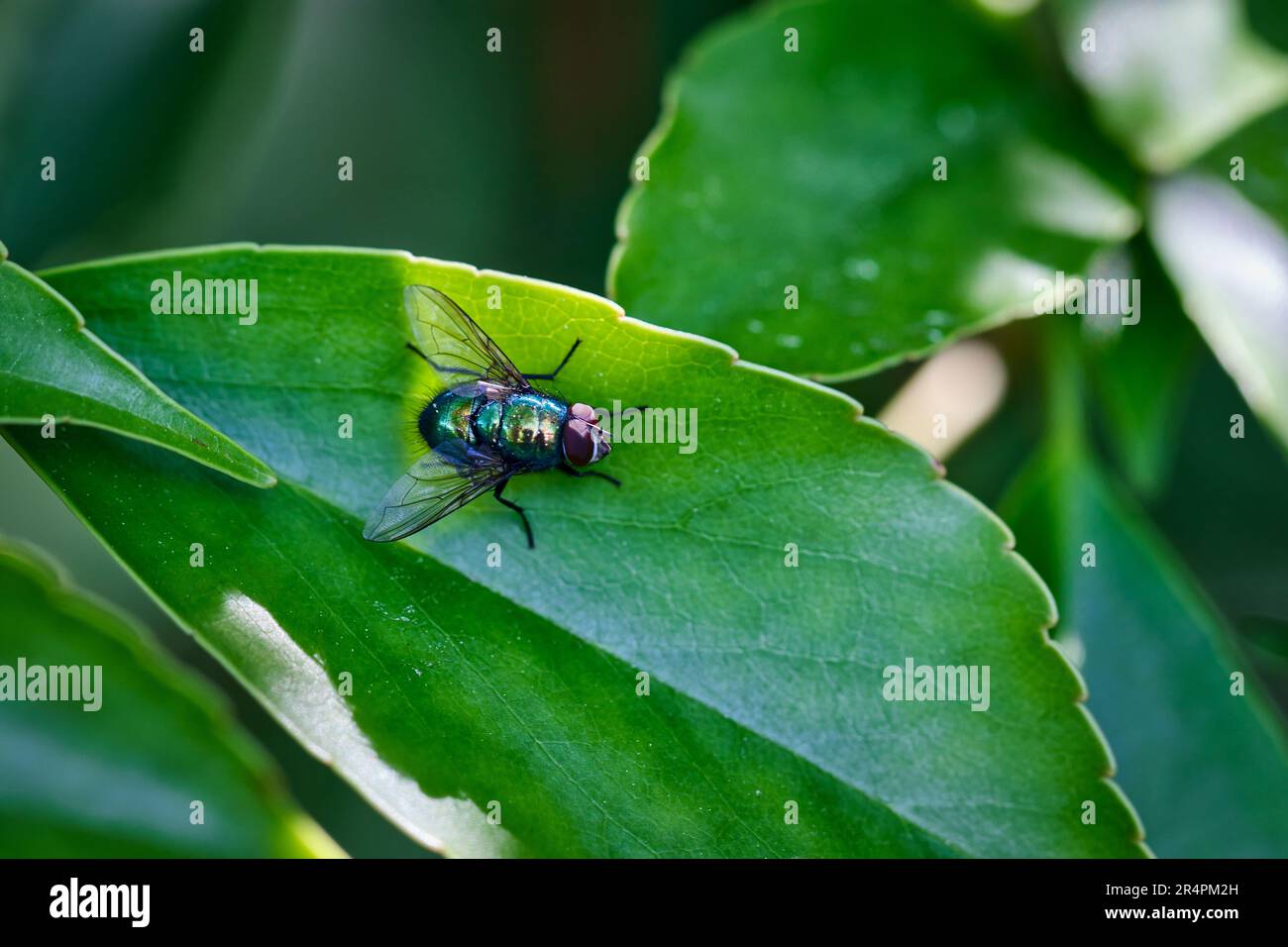 Green bottle fly sitting on a leaf Stock Photo - Alamy