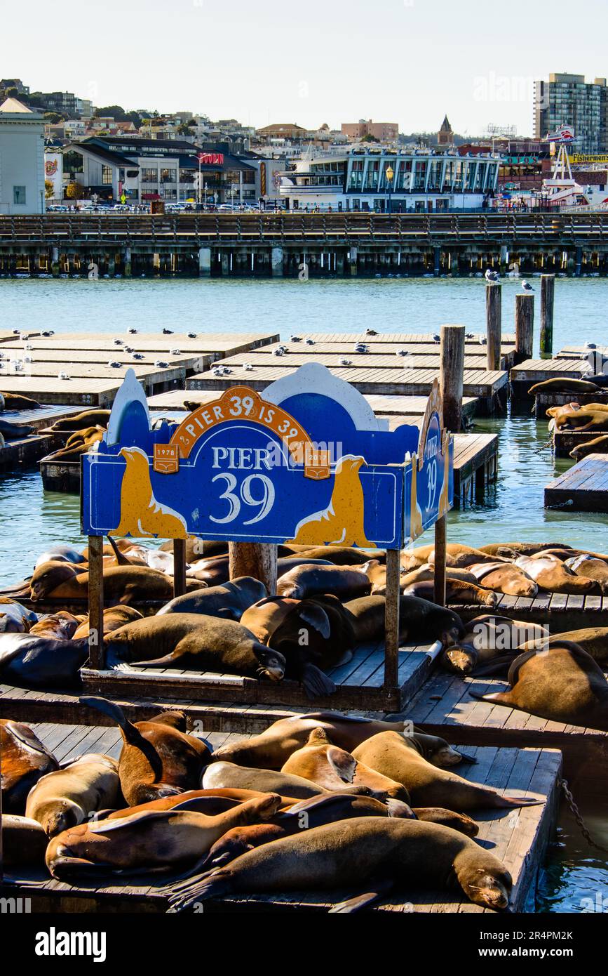 Crowds of sea Lions and seals on Pier 39, San Francisco, California ...