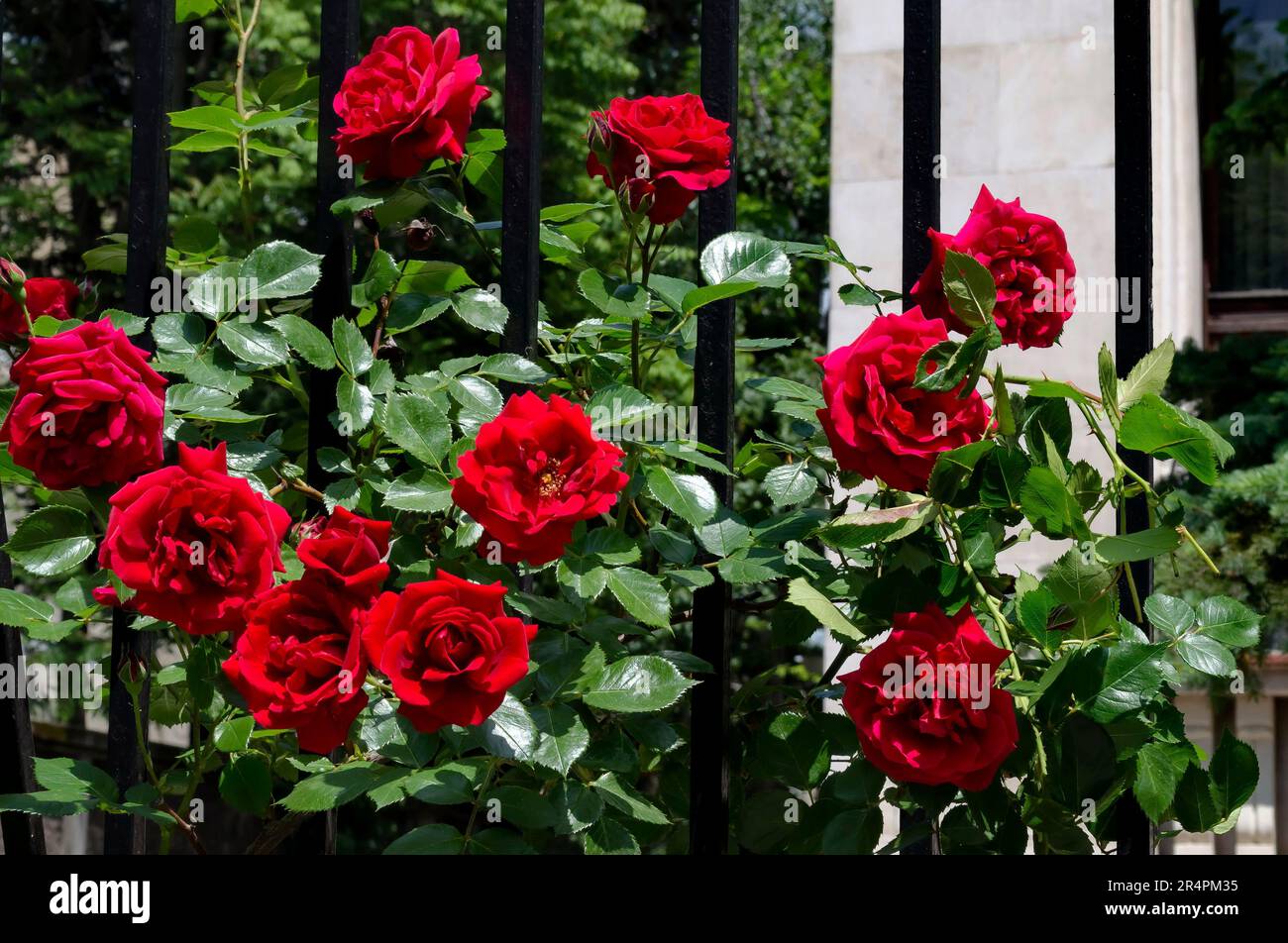 Blooming high rose bush with red flowers in garden, Sofia, Bulgaria ...