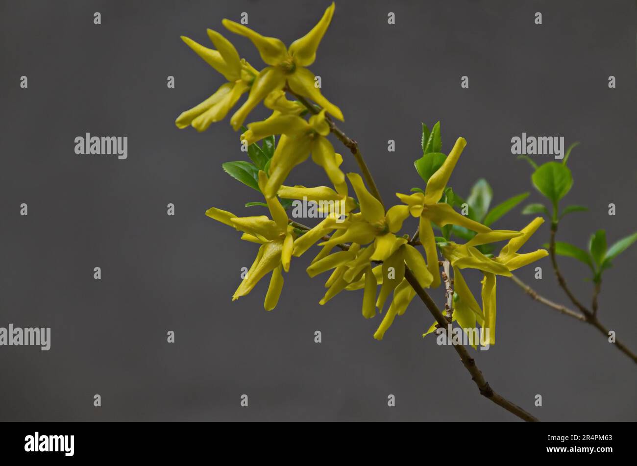 Flowering Forsythia yellow bush in springtime in the garden, Sofia city ...