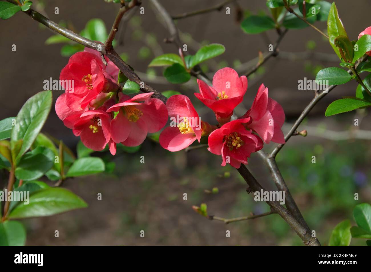 Japanese Quince Or Twig Chaenomeles Speciosa Blooming With A Delicate