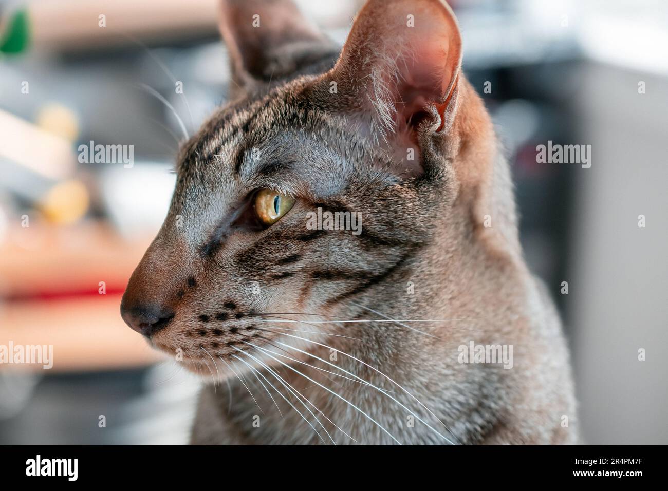 Close-Up Of Muzzle Of Oriental Cat. Serious, Adult And Tabby Cat With ...