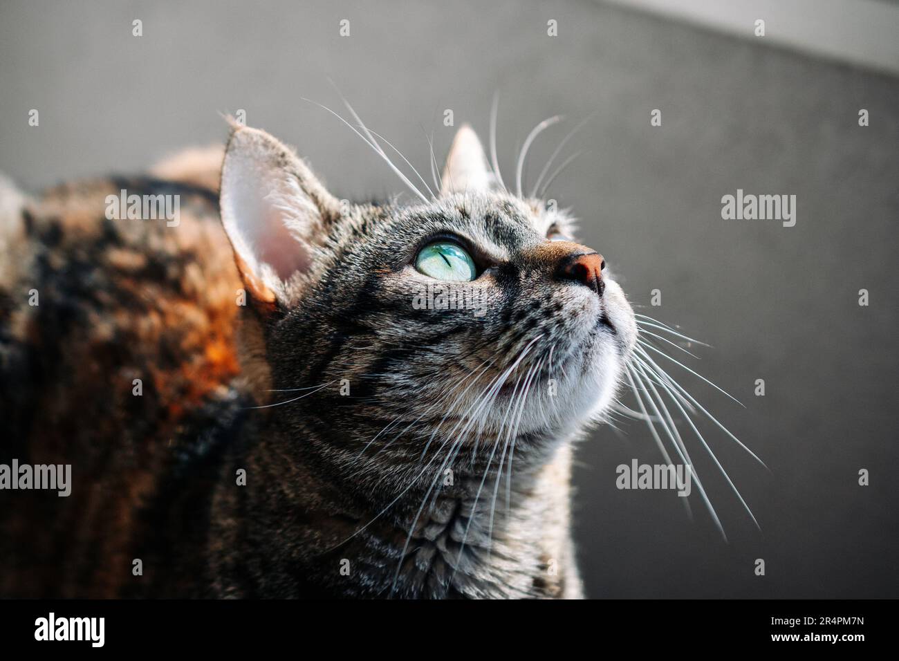 Primordial instinct hi-res stock photography and images - Alamy