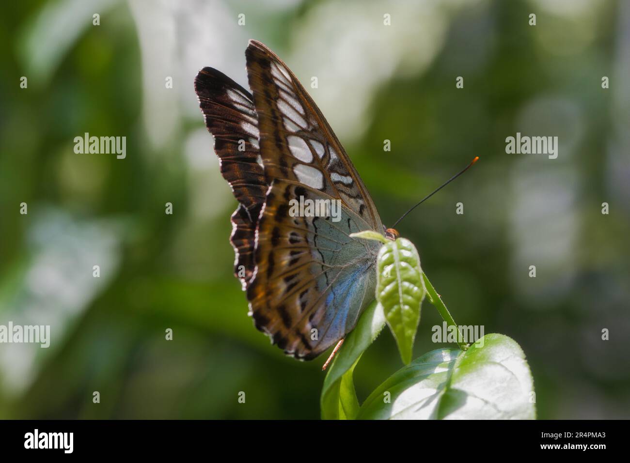 The clipper on a leaf Stock Photo - Alamy