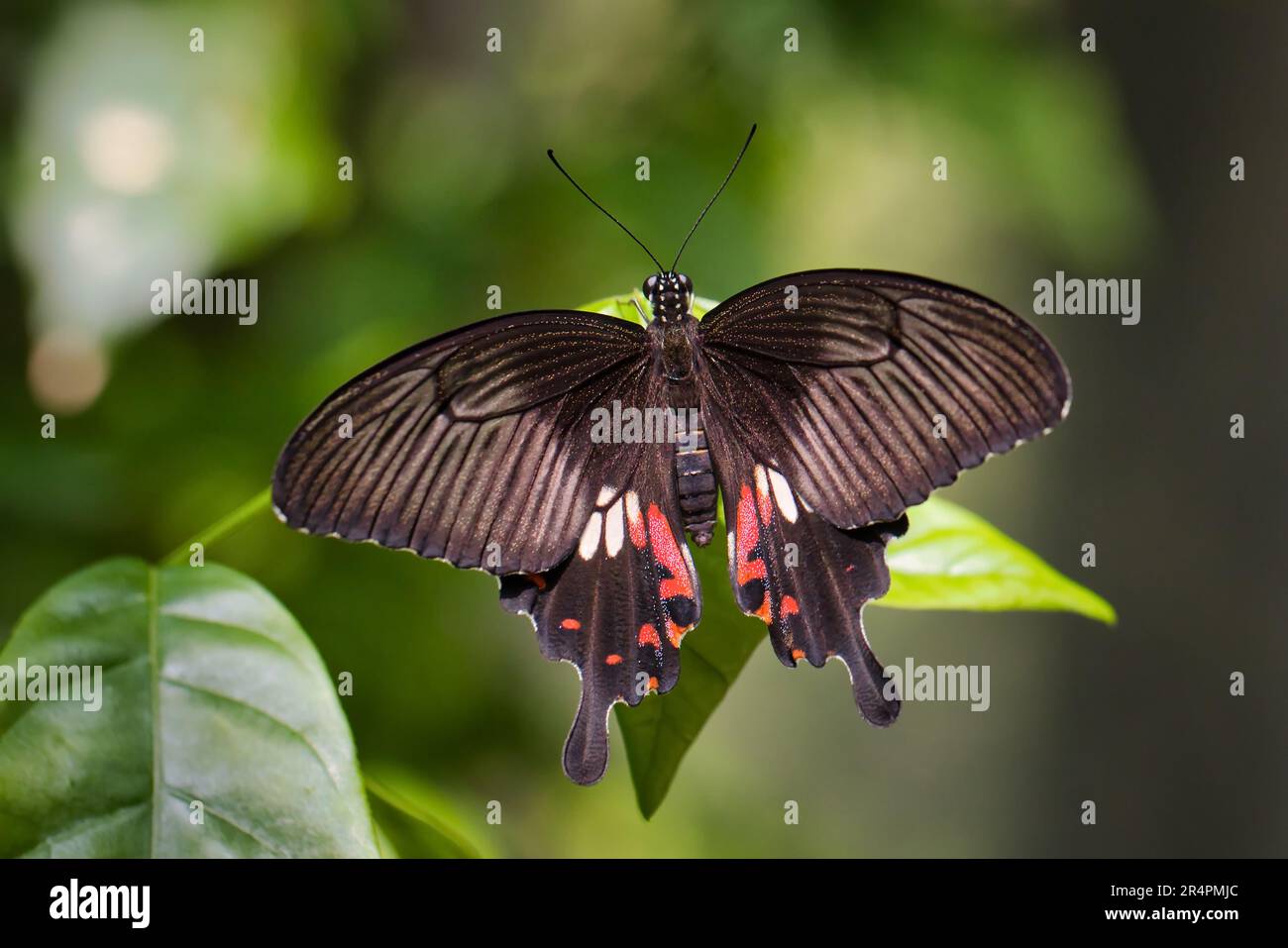 Common Mormon sitting on a leaf Stock Photo - Alamy