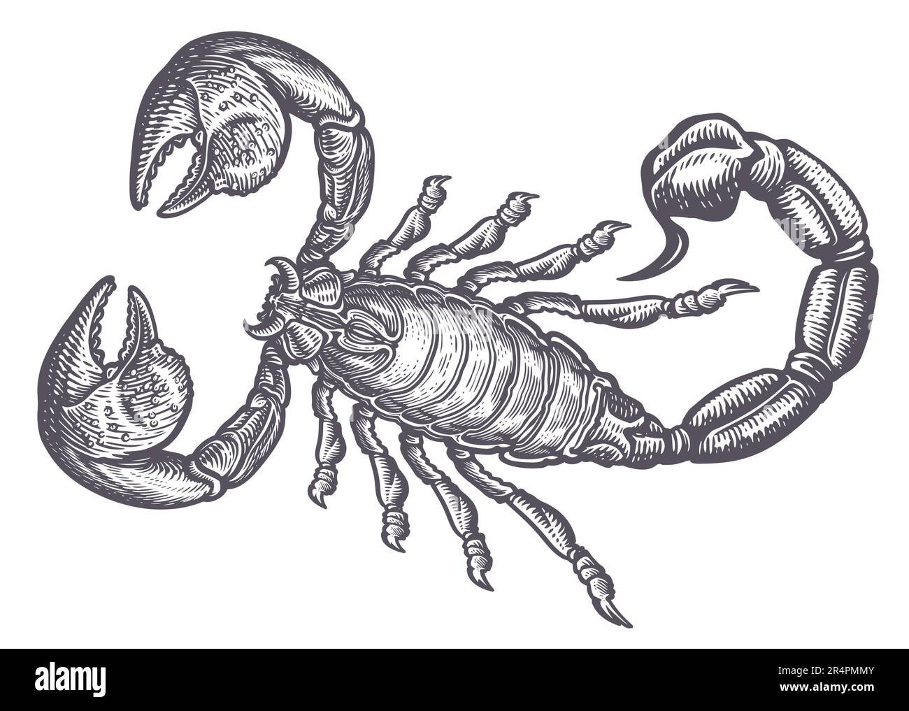 Scorpion sketch. Predatory animal in vintage engraving style. Hand ...