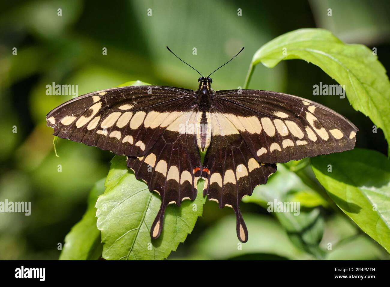 Papilio thoas king swallowtail butterfly hi-res stock photography and ...