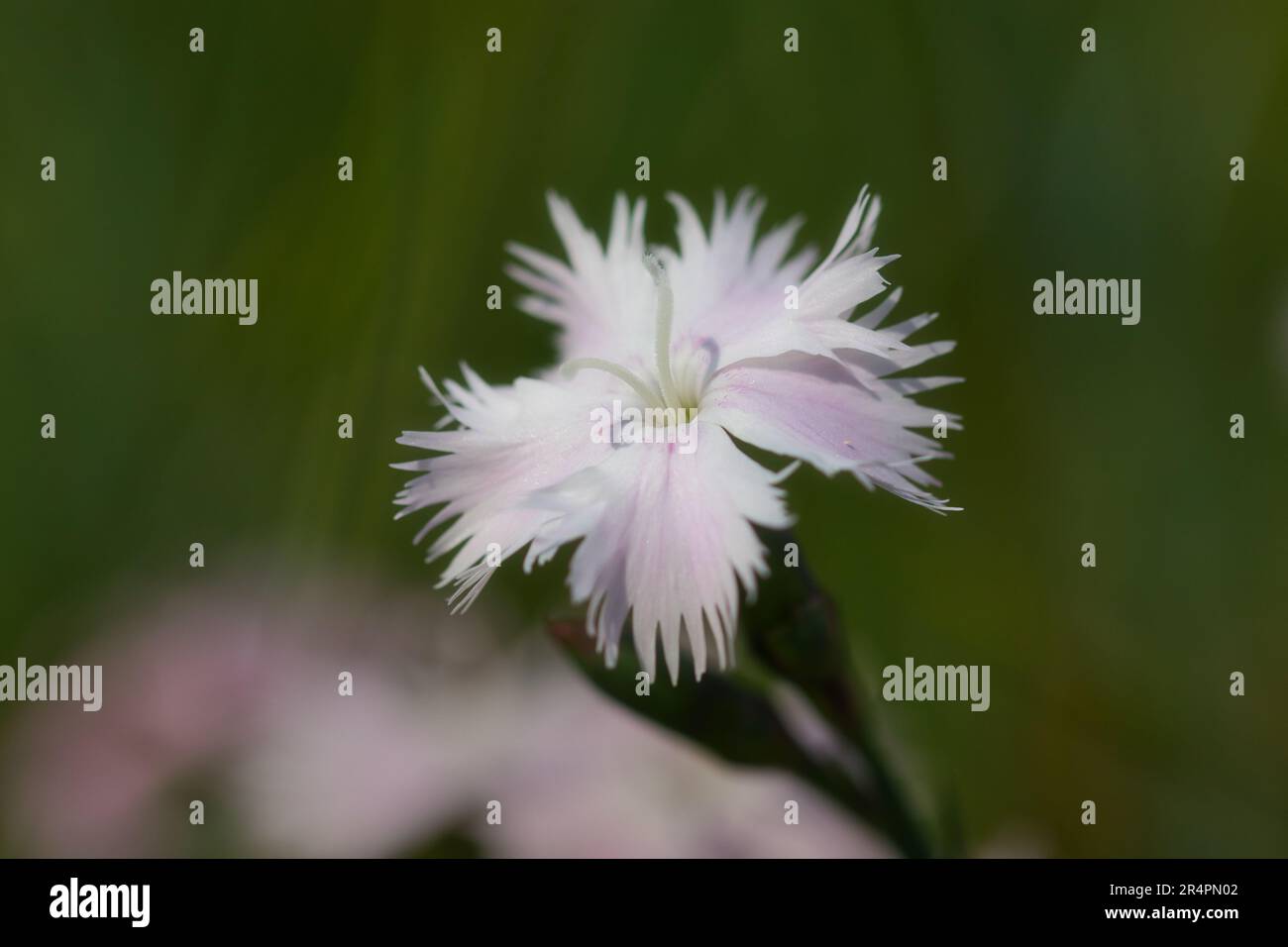 common pink in the meadow Stock Photo - Alamy