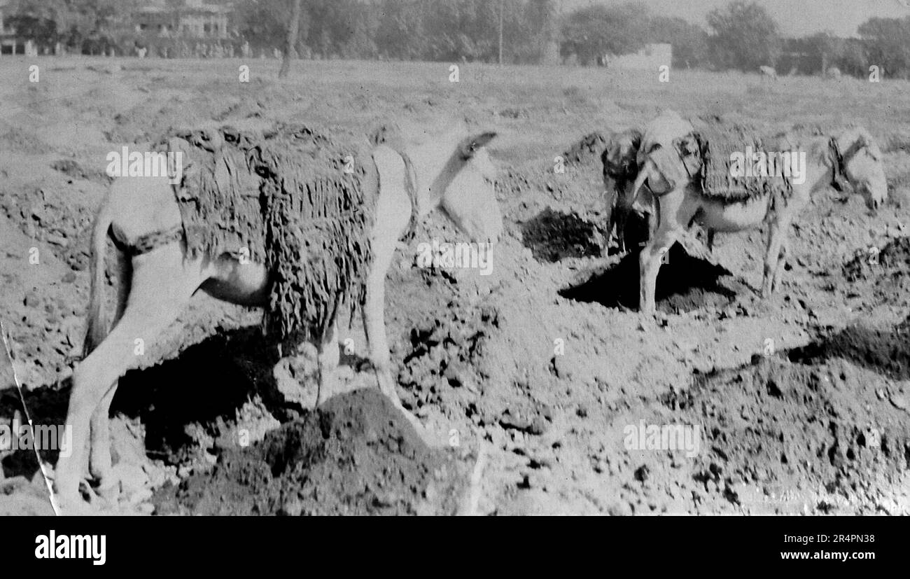 Southern India, parts of which are now known as Pakistan: Donkeys ...