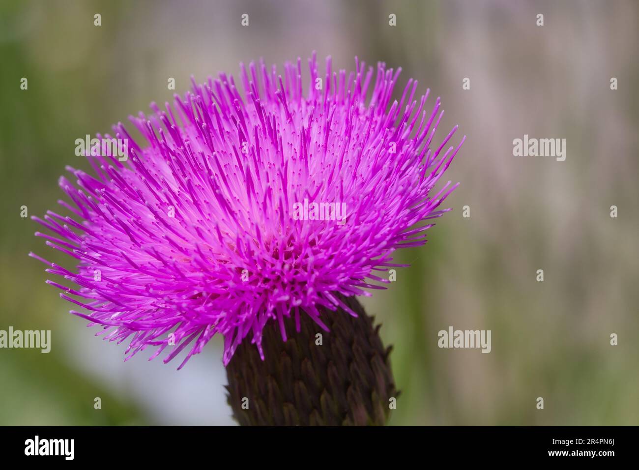 Close up purple thistle flowers hi-res stock photography and images - Alamy
