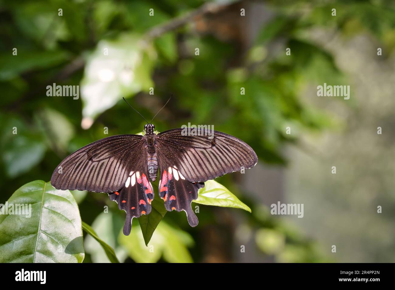 Closeup papilio polytes common hi-res stock photography and images - Alamy