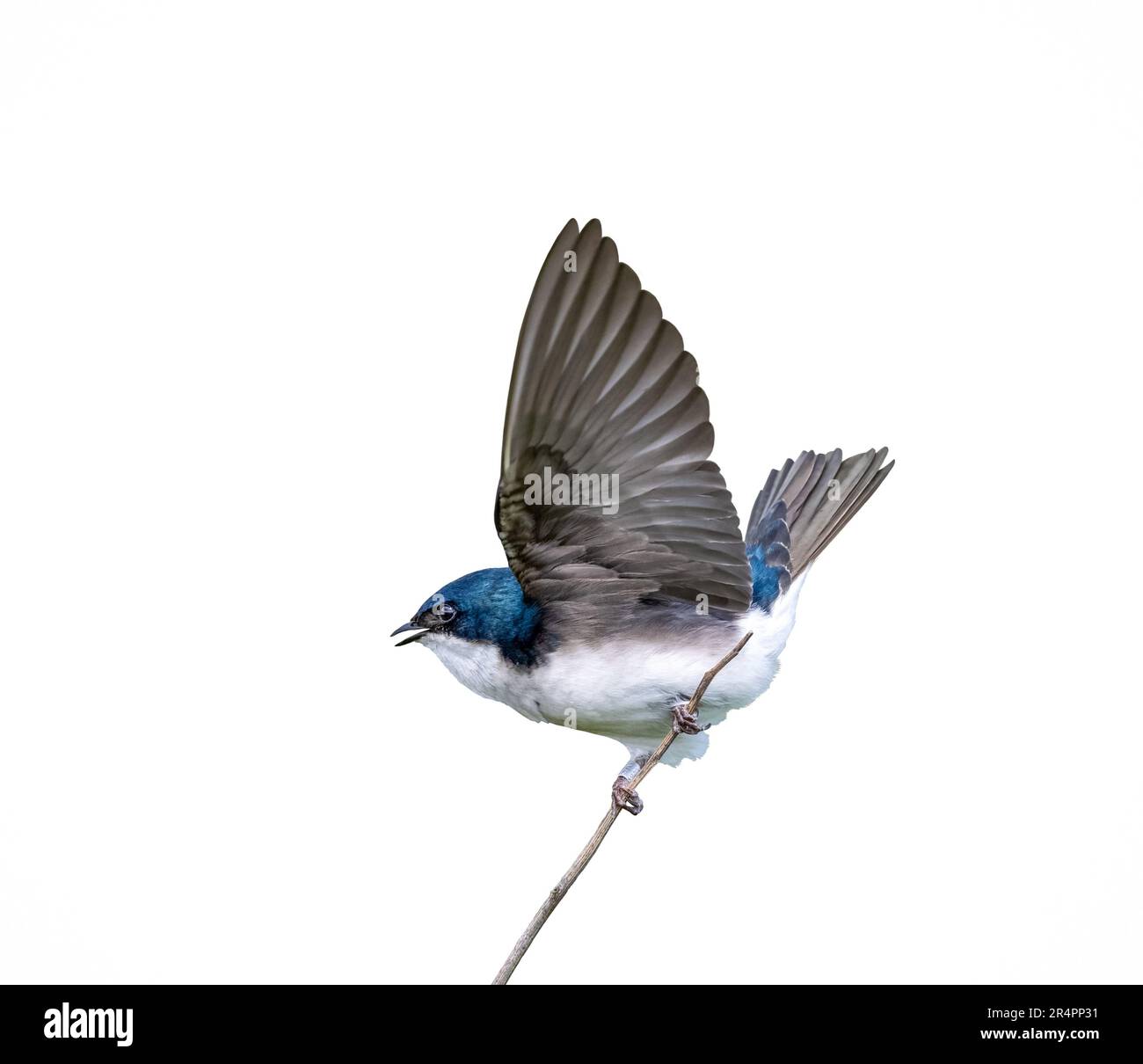 Swallow san hi-res stock photography and images - Alamy