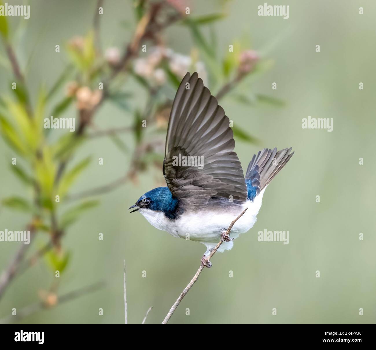 Beautiful tree swallow close hi-res stock photography and images - Alamy