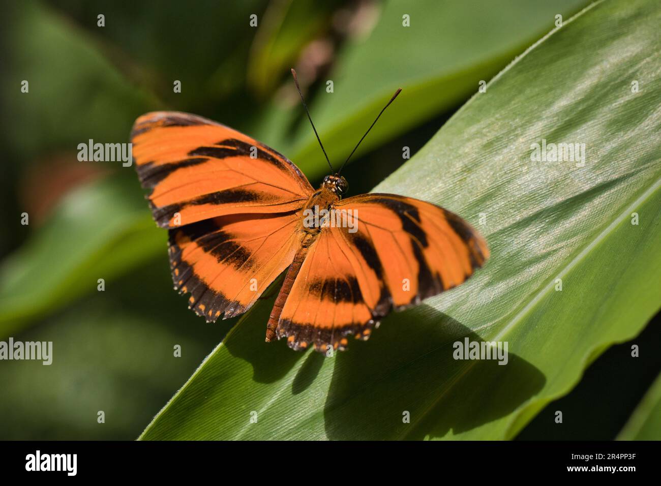 Striped tiger butterfly hi-res stock photography and images - Alamy