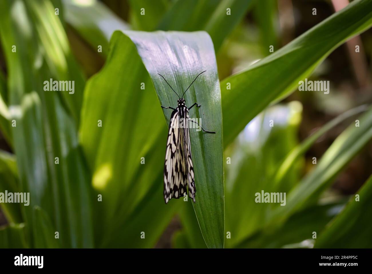 Large tree nymph on a leaf Stock Photo - Alamy