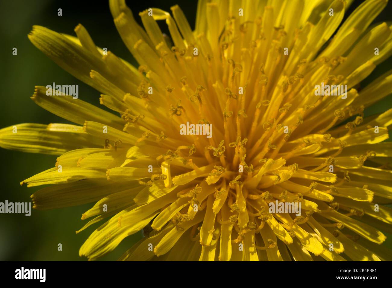 Dandelion flower head hi-res stock photography and images - Alamy