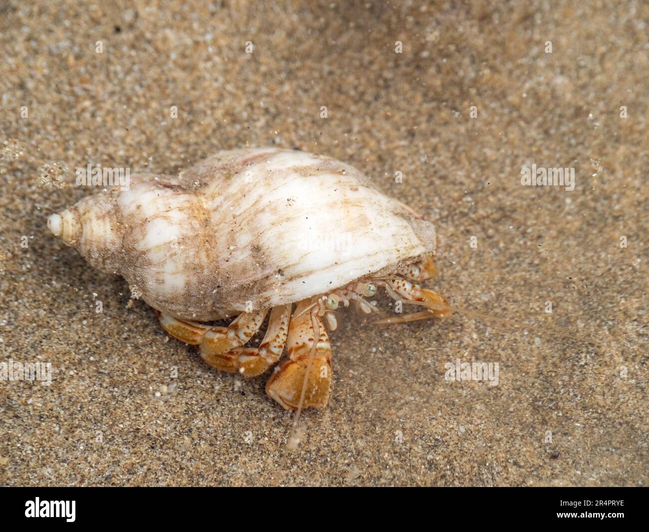 Crab in rockpool hi-res stock photography and images - Alamy