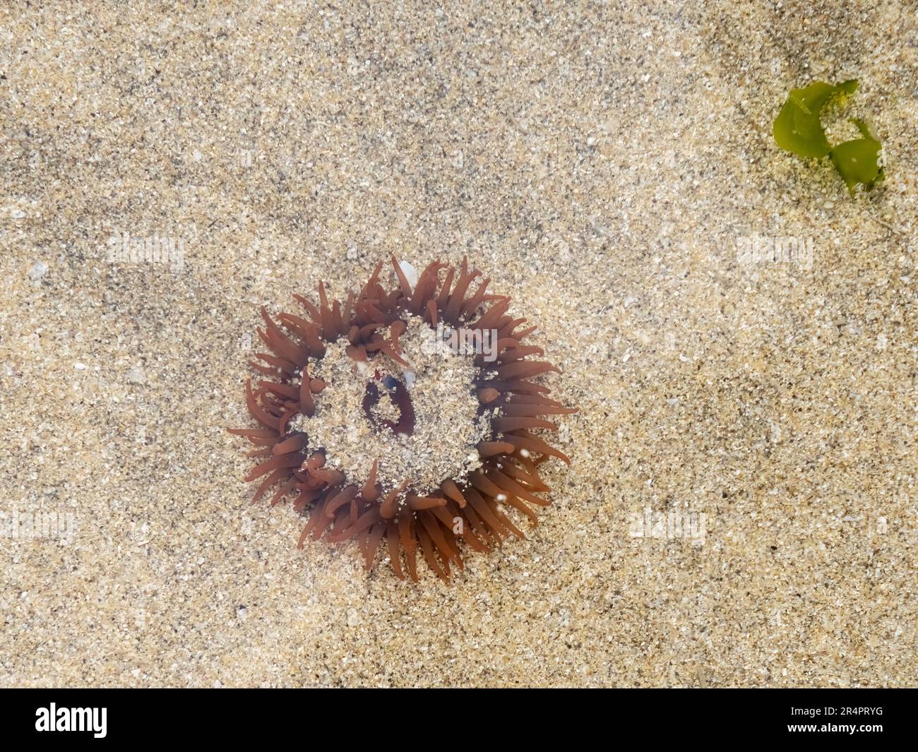 Rock pooling devon hi-res stock photography and images - Alamy