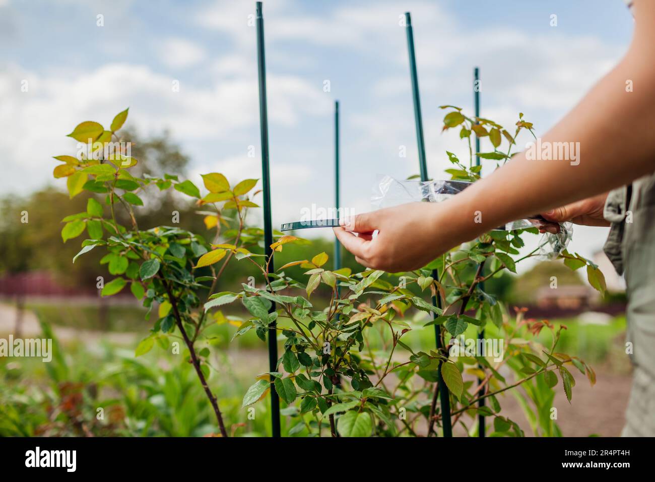 Gardener assembles metal pergola for climbing rose support in spring ...