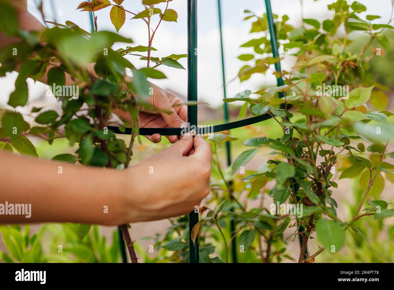 Gardener setting up metal pergola for climbing rose support in spring ...