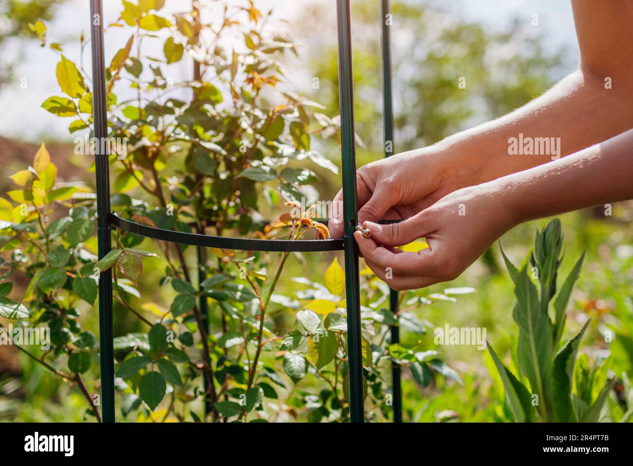 Gardener building up metal obelisk for growing climbing rose in summer ...