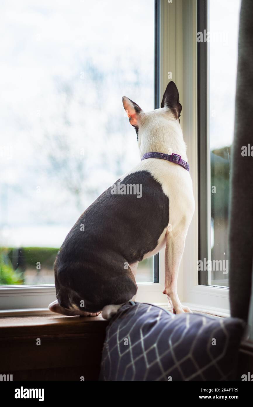 Dog looking out through a window hi-res stock photography and images ...