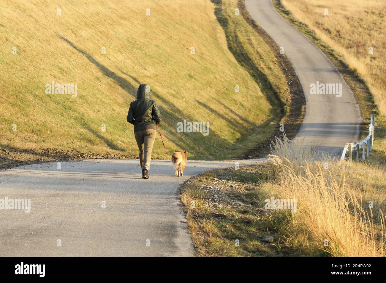 A woman and the dog walking a long distance through the fields in ...