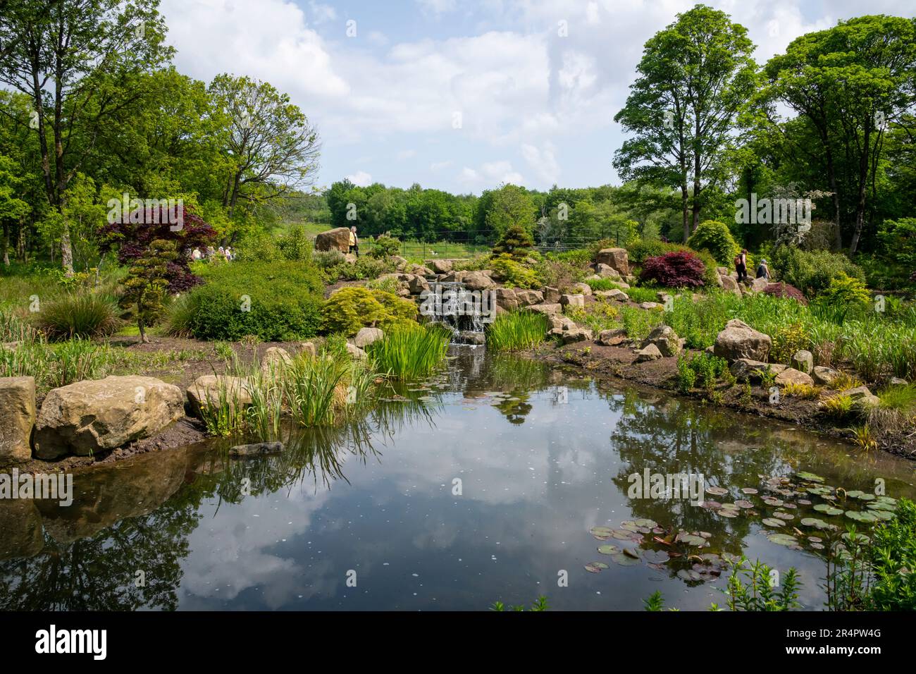 Chinese streamside garden at RHS Bridgewater, Worsley Greater ...