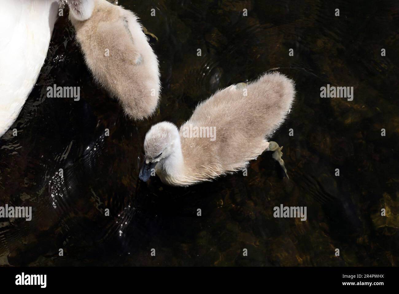Cardiff Bay Wetland Nature Reserve. May 2023. Summer. cym Stock Photo ...