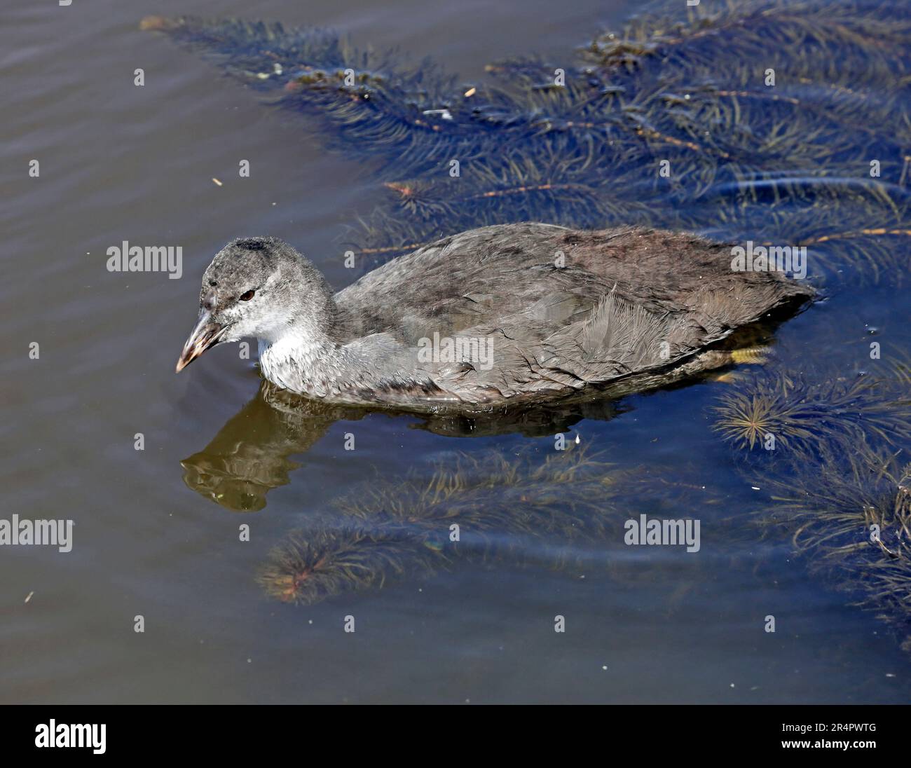 Young coot, Coot, Fulica atra,, Cardiff Bay Wetland Nature Reserve. May ...