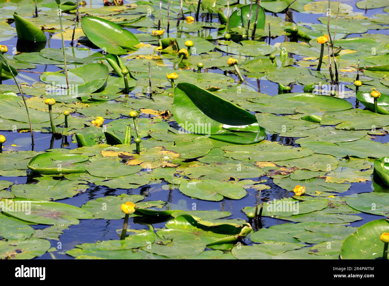 Lily Pads with yellow buds and flowers on small lake, Cardiff Bay ...