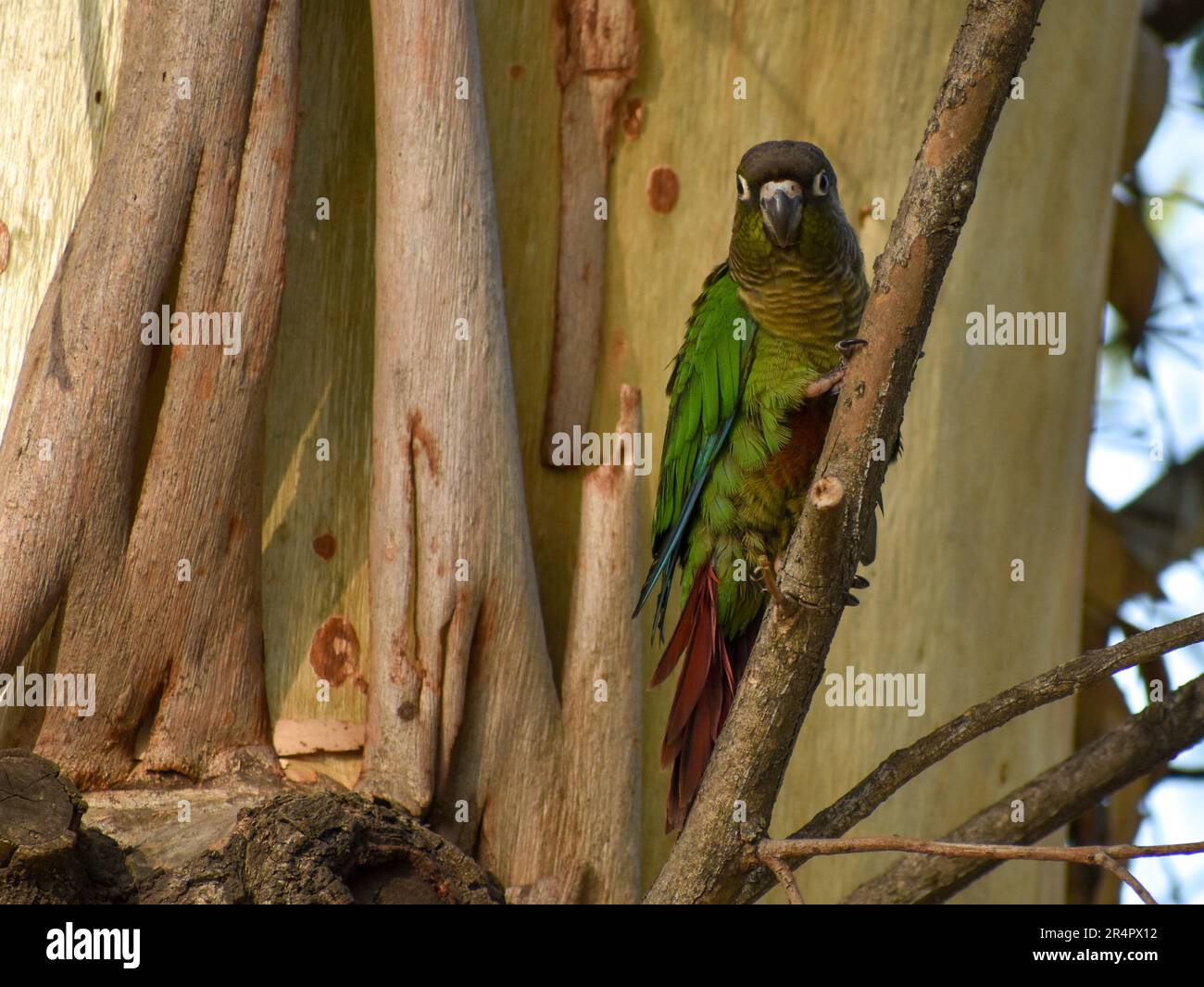 maroon-bellied parakeet (Pyrrhura frontalis) perching in a tree in ...