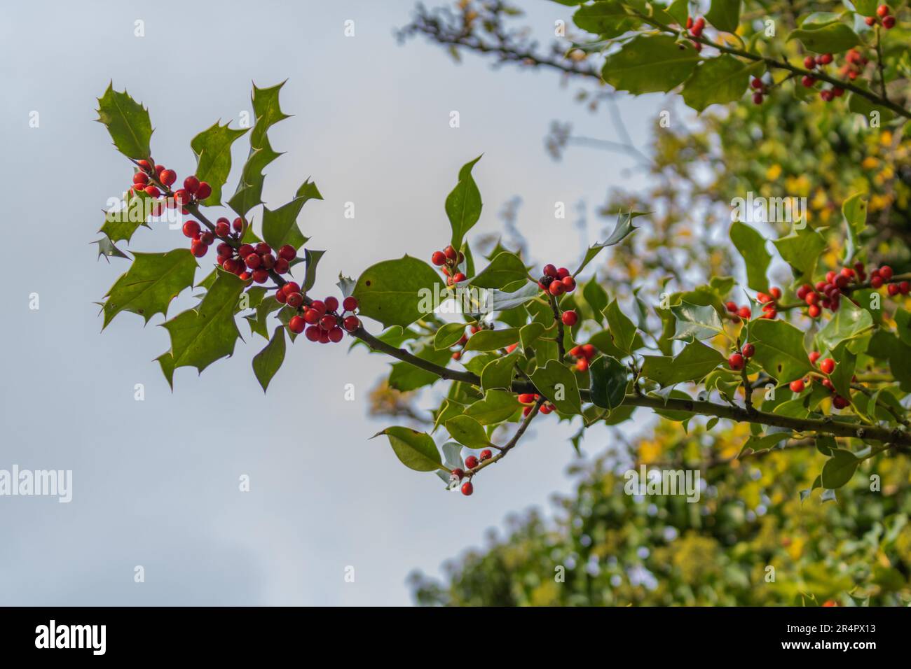 A branch of the holly twig with green leaves and red berries ...