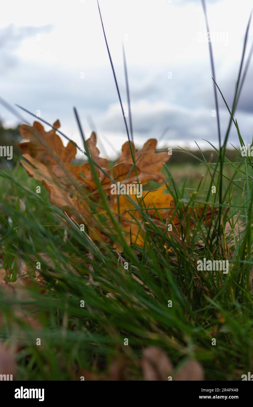 Green oak in fall hi-res stock photography and images - Alamy