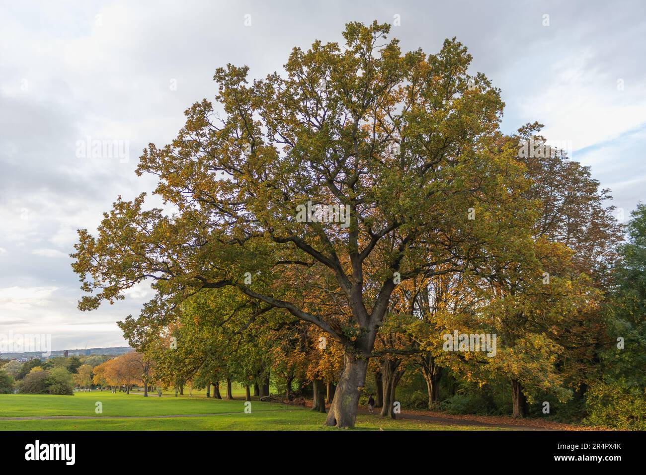 Big tree in the park in early autumn / fall. Turning leaves on a cloudy ...
