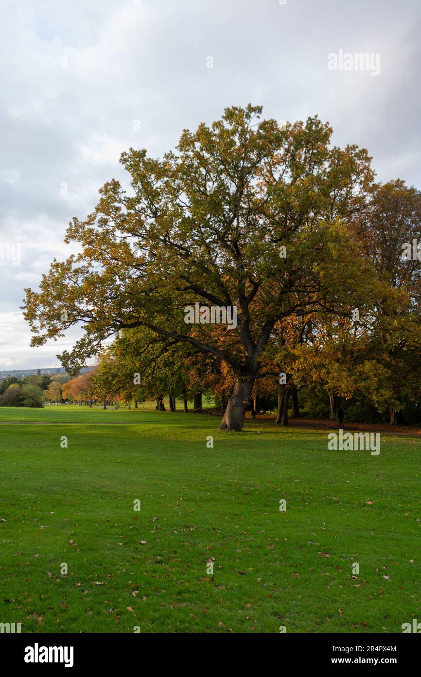 Big tree in the park in early autumn / fall. Turning leaves on a cloudy ...