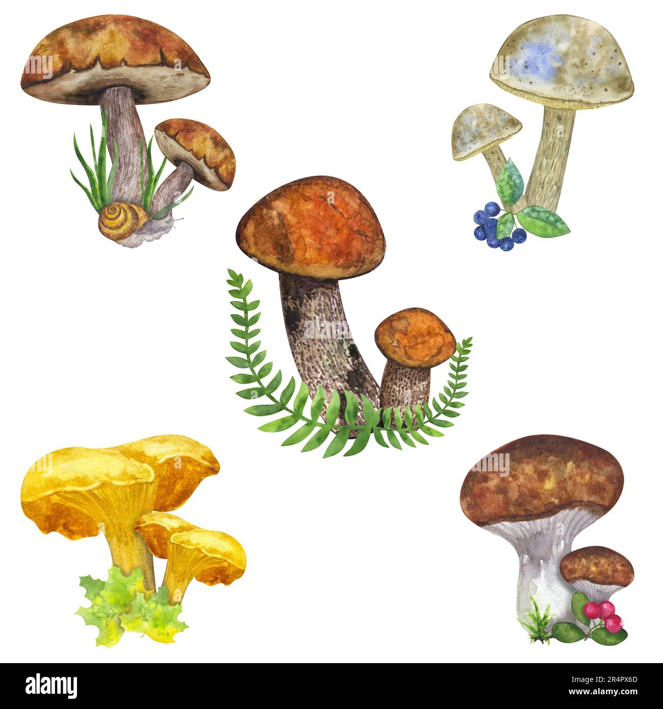 Compositions edible mushrooms, leaves and berries, fern, snail ...