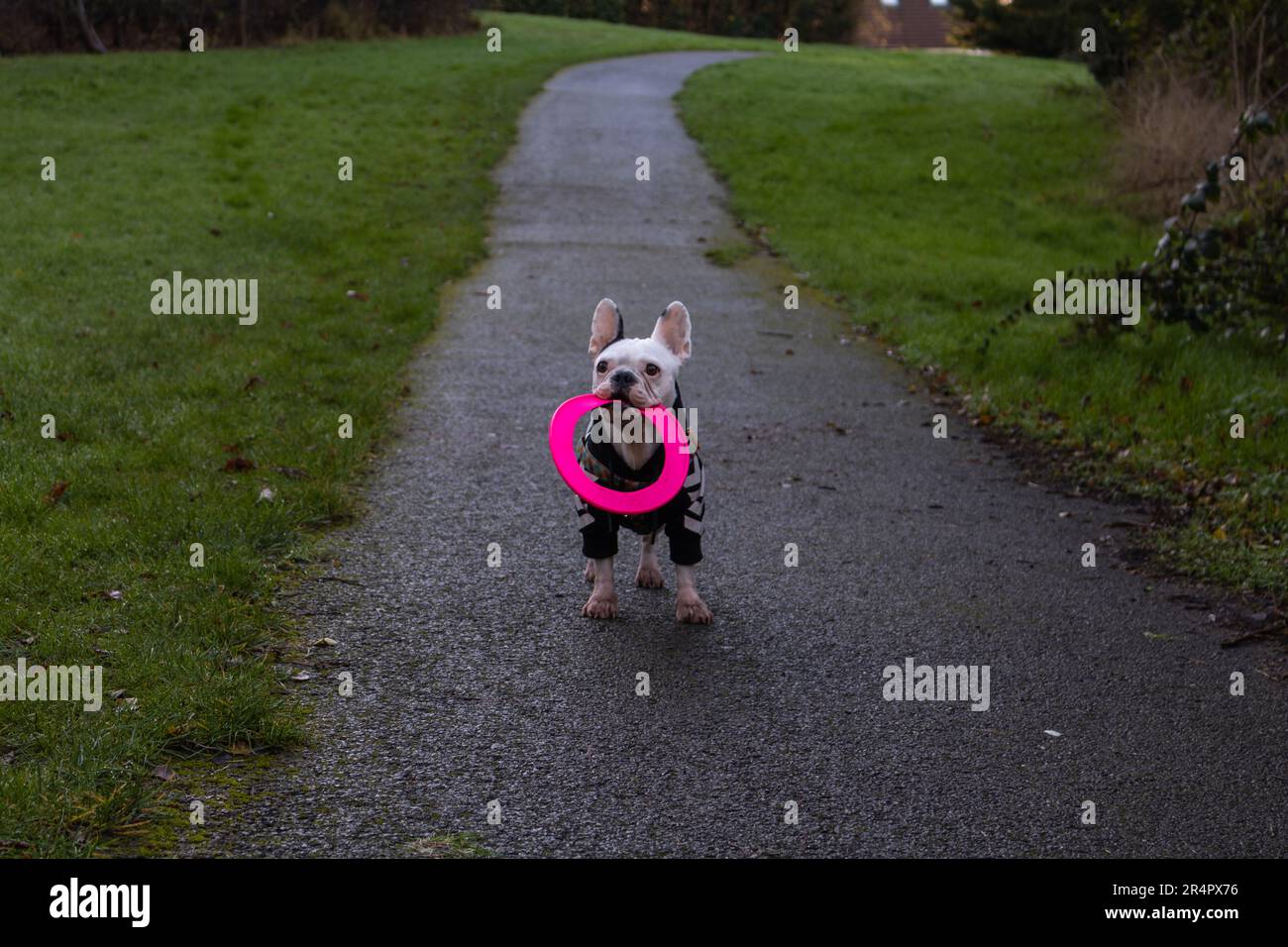 Holding frisbee hi-res stock photography and images - Alamy