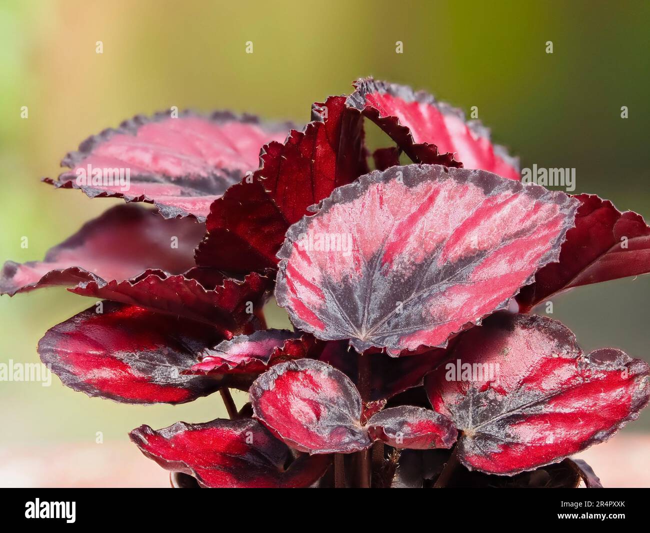 Variegated red and black foliage of the tender house and greenhouse ...
