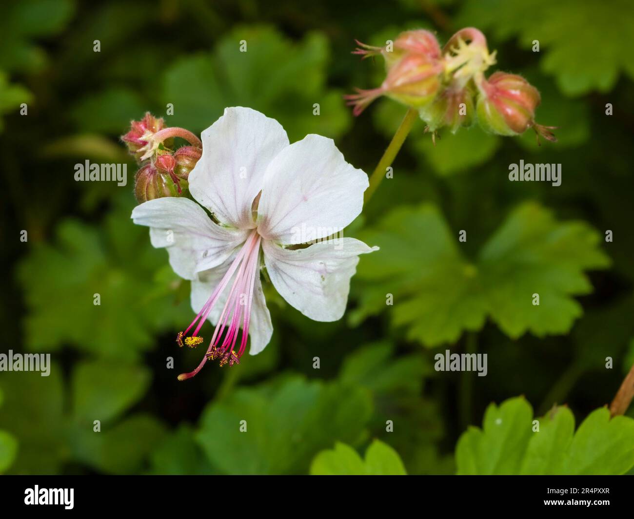 White flower of the late spring to early summer blooming hardy ...