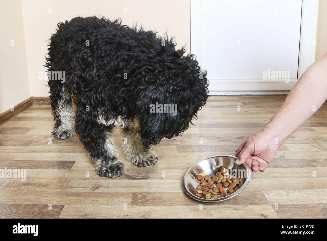 The Schapendoes or Dutch Sheepdog gets his food. Animal love Stock ...