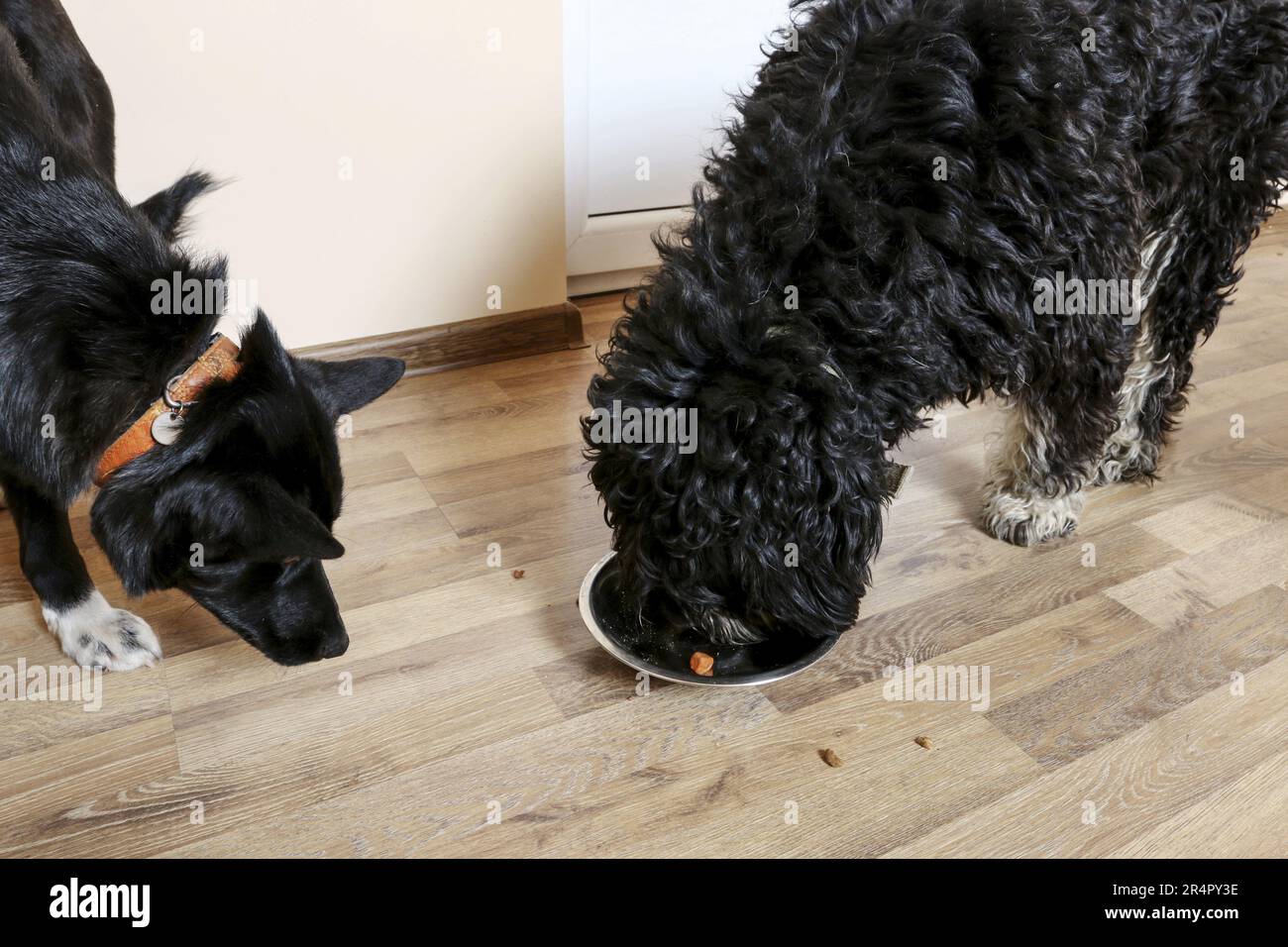Two dogs eat from one bowl. Animal love Stock Photo - Alamy