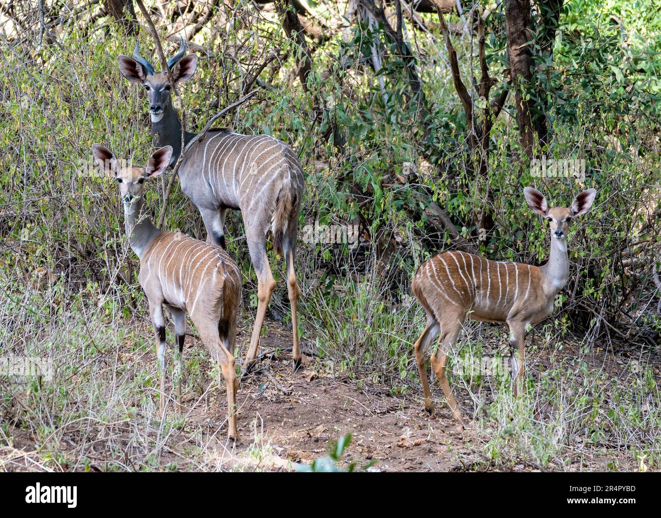 A family group of Lesser Kudus (Tragelaphus imberbis) in the bushes ...