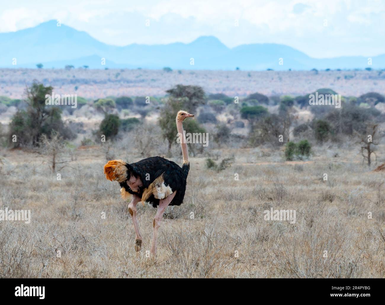 A male Somali Ostrich (Struthio molybdophanes) roaming on the plains ...