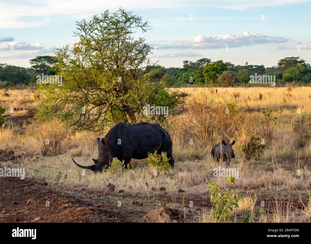 Mom and baby White Rhinoceros (Ceratotherium simum) in the wild ...