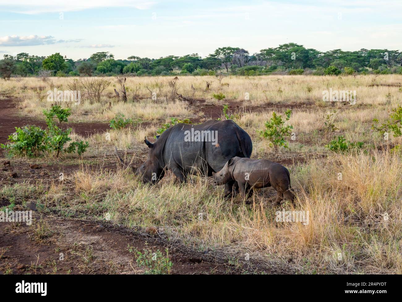 Mom and baby White Rhinoceros (Ceratotherium simum) in the wild ...
