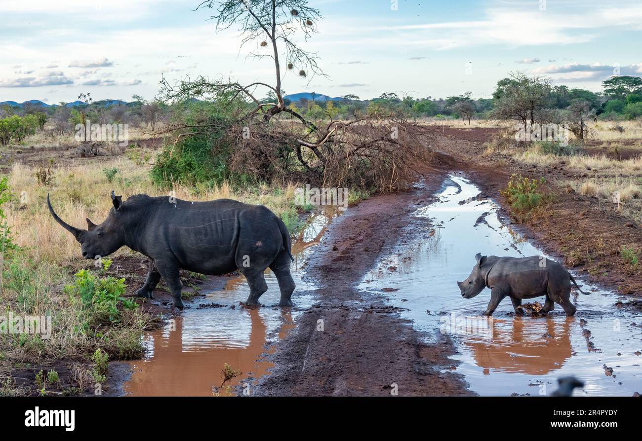 Mom and baby White Rhinoceros (Ceratotherium simum) in the wild ...