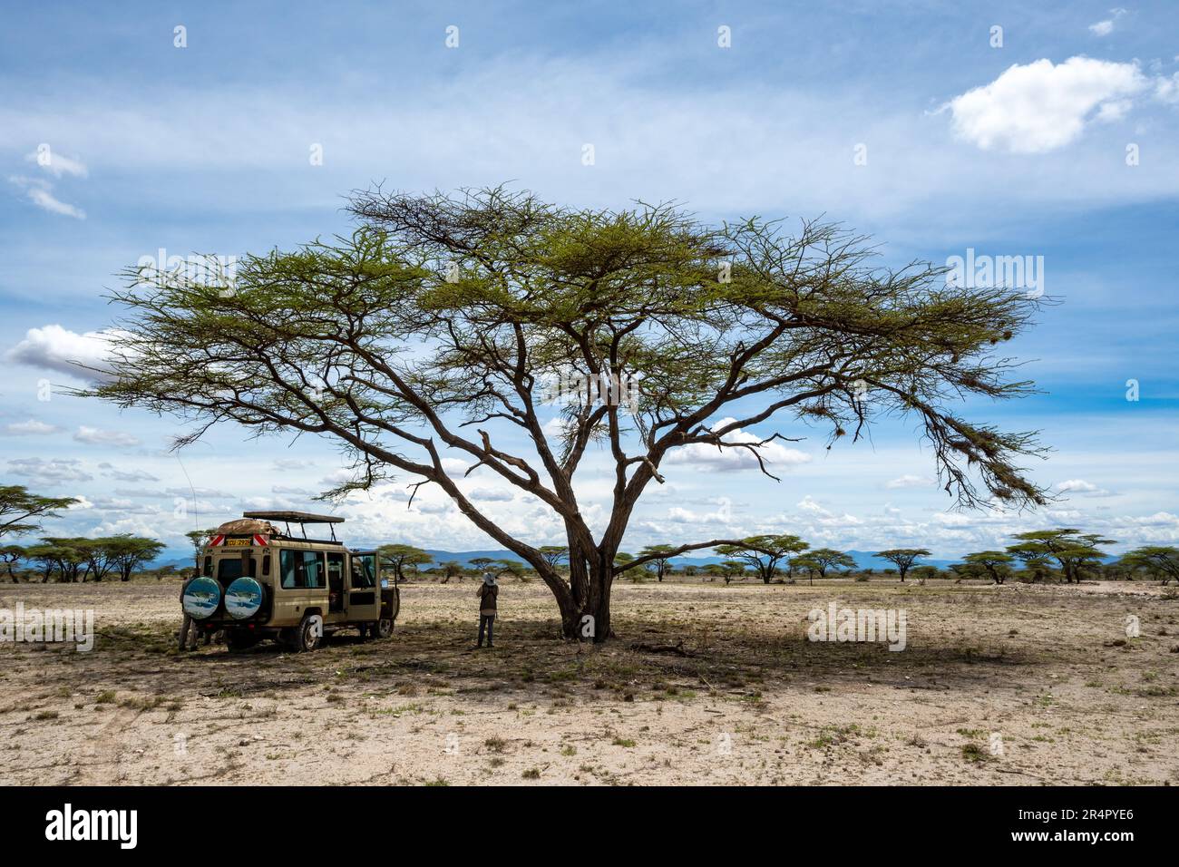 A safari jeep parked under an Acacia tree. Kenya, Africa Stock Photo ...
